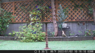 【レビュー】アマゾン格安のHAPIMPトレイルカメラ2種を比較 | へるすどあブログ